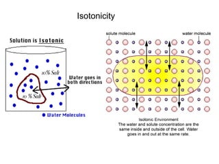 Cell Theory & Membranes | PPT | Chemistry | Science