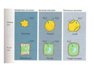 Cell Theory & Membranes | PPT