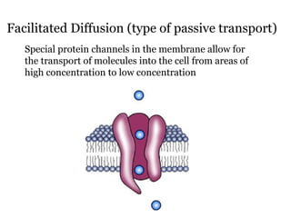 Cell Theory & Membranes | PPT