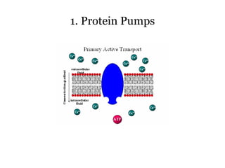 Cell Theory & Membranes | PPT