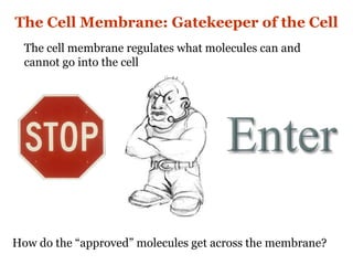 Cell Theory & Membranes | PPT | Chemistry | Science