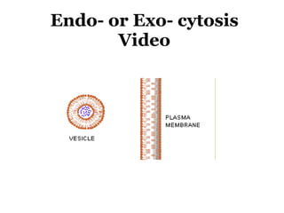 Cell Theory & Membranes | PPT