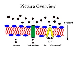 Cell Theory & Membranes | PPT