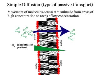Cell Theory & Membranes | PPT