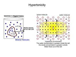 Cell Theory & Membranes | PPT