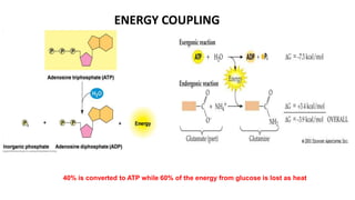 1 cellular respiration | PPT | Free Download