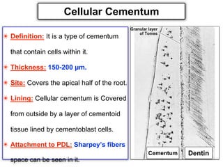 1 cementum | PPT