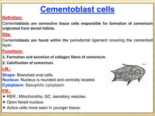 1 cementum | PPT
