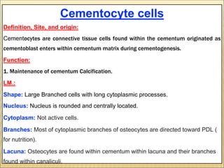 1 cementum | PPT
