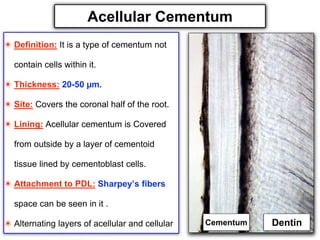1 cementum | PPT