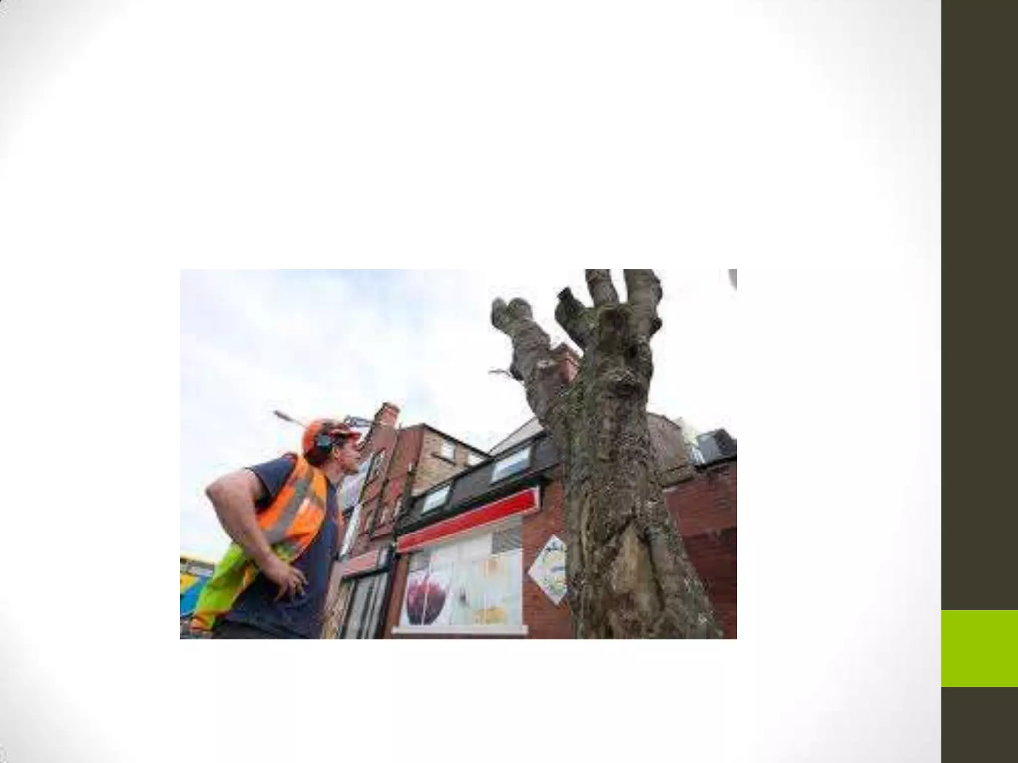 1.charlotte mew _the_trees_are_down | PPT