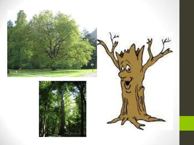 1.charlotte mew _the_trees_are_down | PPT