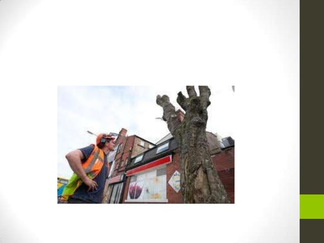 1.charlotte mew _the_trees_are_down | PPT