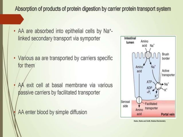 Ingestion, Digestion & Absorption of Dietary Proteins.pptx