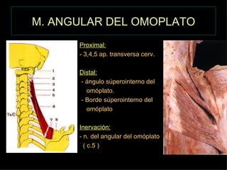 1 Cintura Escapular | PPT