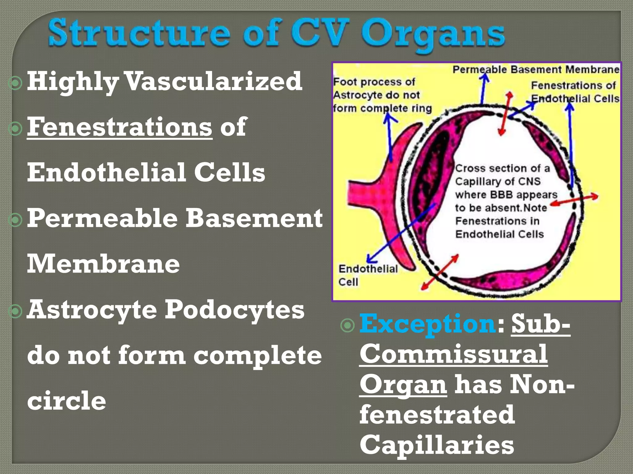 Circumventricular Organs - Succinct Presentation - Sanjoy Sanyal | PPTX