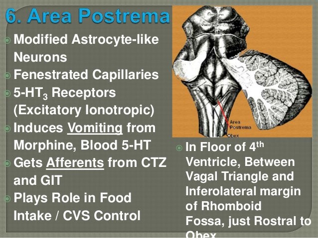 Circumventricular Organs - Succinct Presentation - Sanjoy Sanyal | PPT
