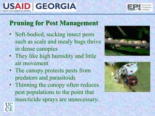 1 citrus pruning | PPTX