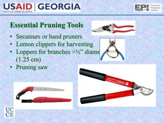1 citrus pruning | PPTX