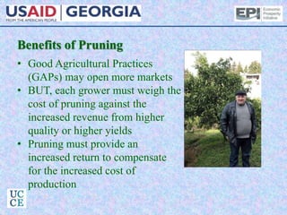 1 citrus pruning | PPTX