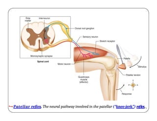1- Centeral nervous system of BASICS.pptx