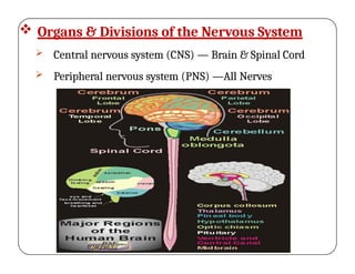 1- Centeral nervous system of BASICS.pptx