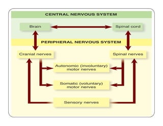 1- Centeral nervous system of BASICS.pptx
