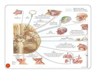 1- Centeral nervous system of BASICS.pptx