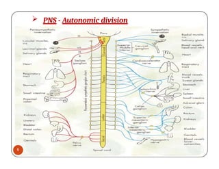 1- Centeral nervous system of BASICS.pptx