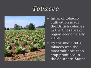 Tobacco Plantations In The Southern Colonies