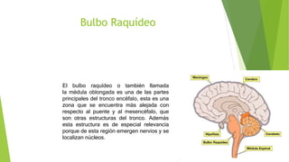 1-CONCEPTOS BASICOS DE LAS NEUROCIENCIAS.pptx