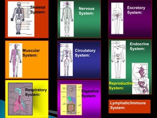 1. dasar anatomi fisiologi | PPTX