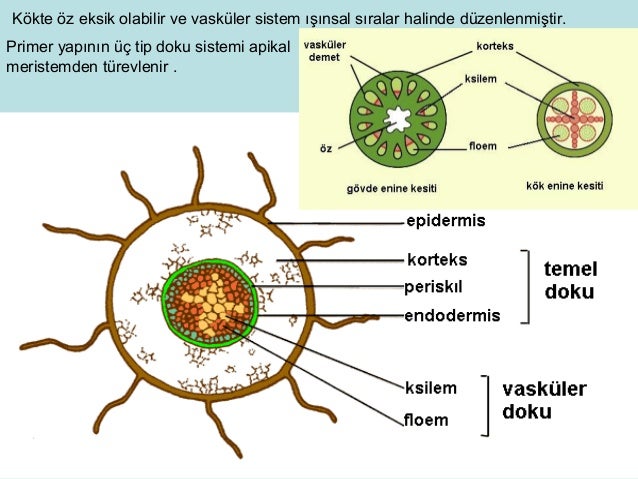 1 ders-bitki-anatomisine-giris