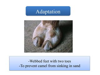 1 desert biome | PPTX