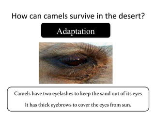 1 desert biome | PPTX