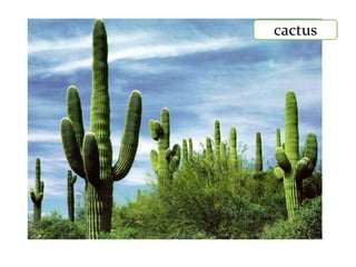 1 desert biome | PPT