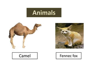 Desert Biome Animals