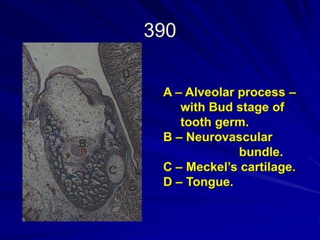 1-developmentoffaceoralcavity-240204111937-3569a56f.pdf
