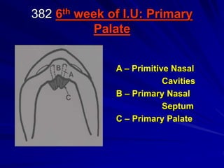 Development of Face & Oral cavity.ppt