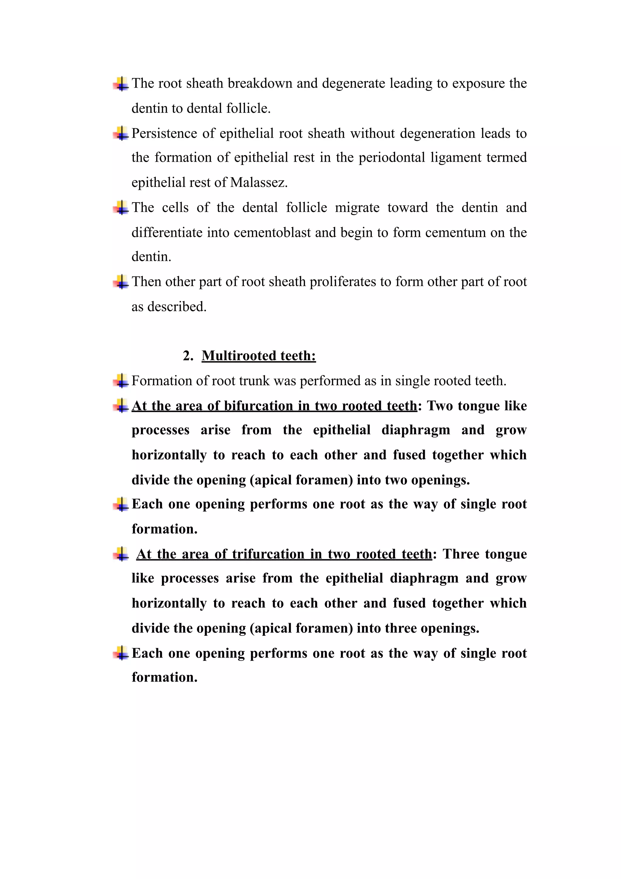 1 development of teeth | PDF | Dental Health | Diseases and Conditions