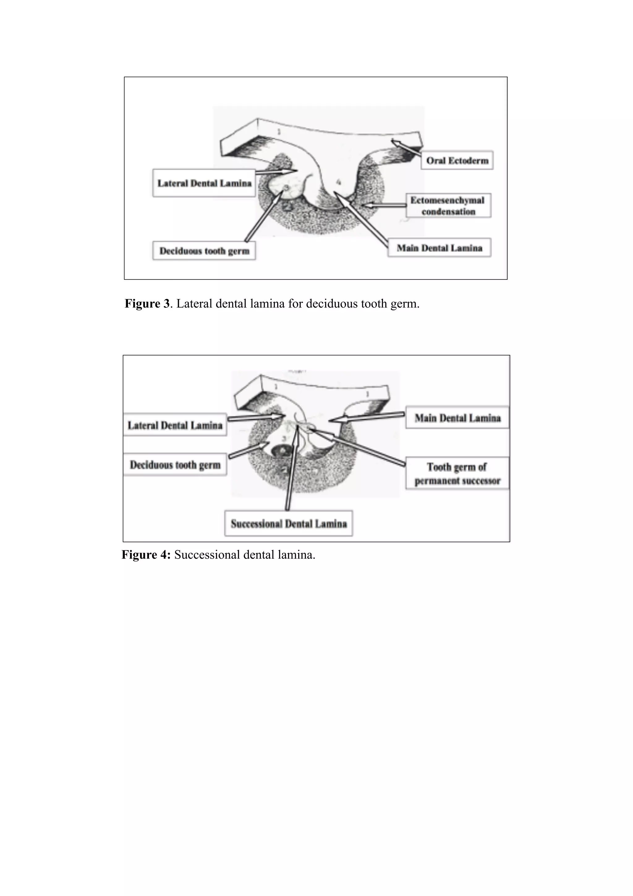 1 development of teeth | PDF | Dental Health | Diseases and Conditions