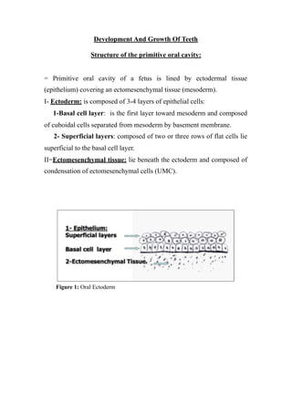 1 development of teeth | PDF