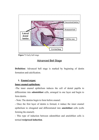1 development of teeth | PDF | Dental Health | Diseases and Conditions