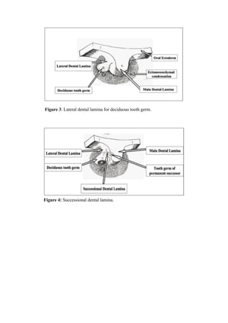 1 development of teeth | PDF | Dental Health | Diseases and Conditions