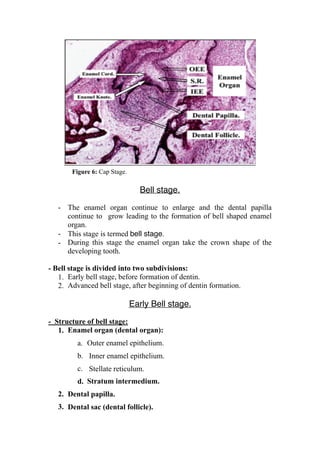 1 development of teeth | PDF | Dental Health | Diseases and Conditions