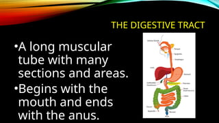 SCIENCE GRADE SIX- DIGESTIVE SYSTEM.pptx