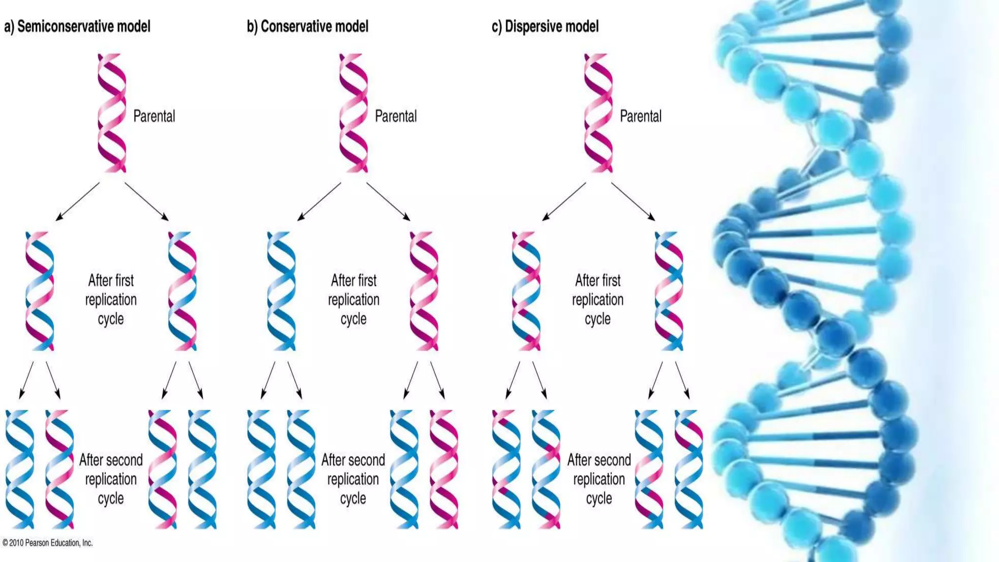 DNA replication .pptx