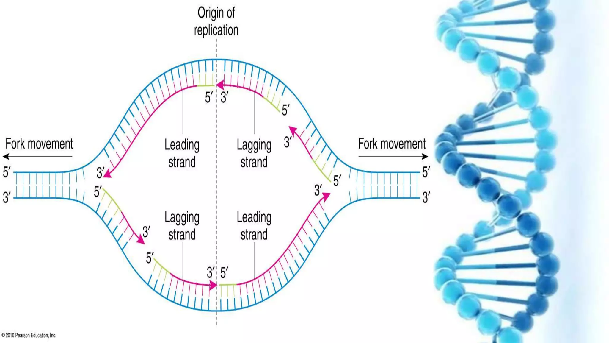 DNA replication .pptx