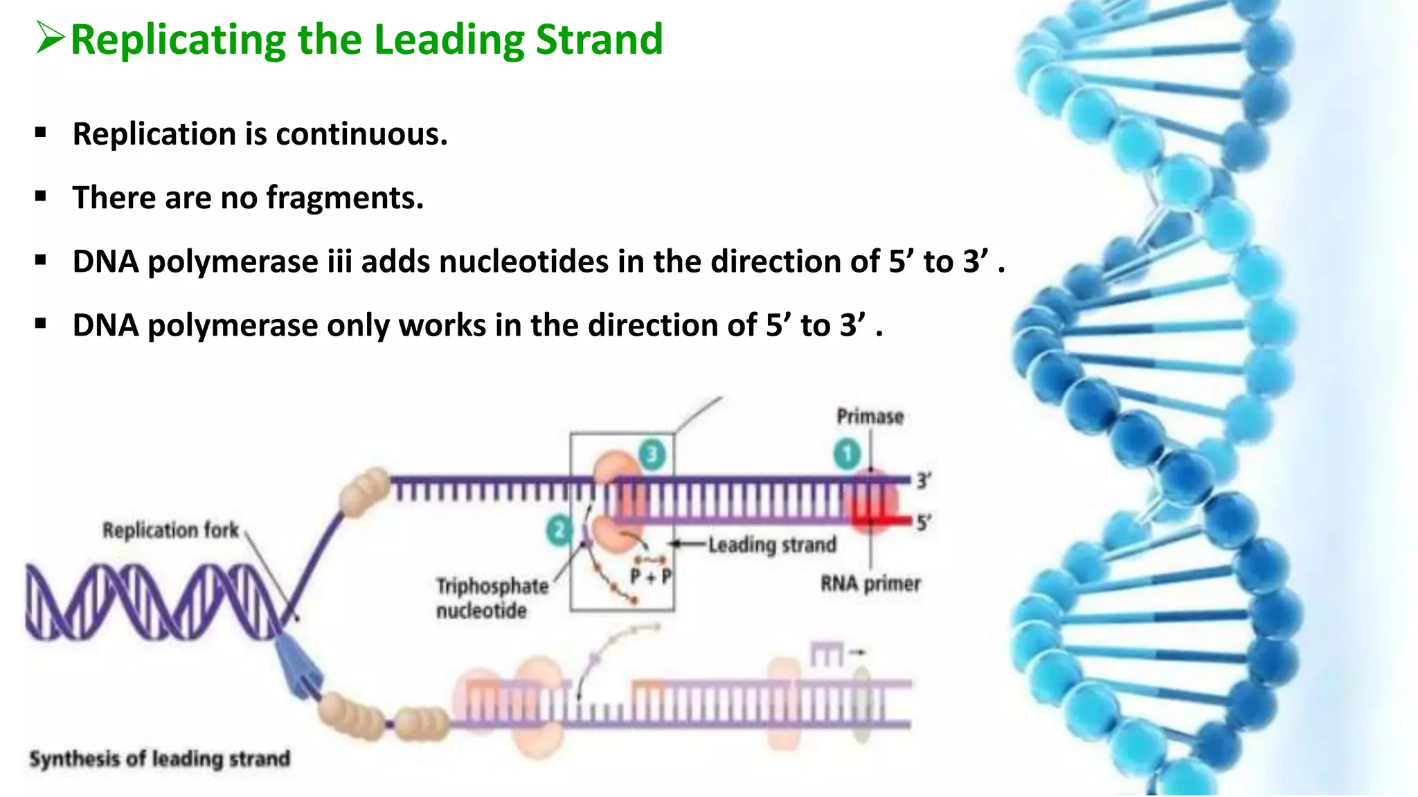 DNA replication .pptx