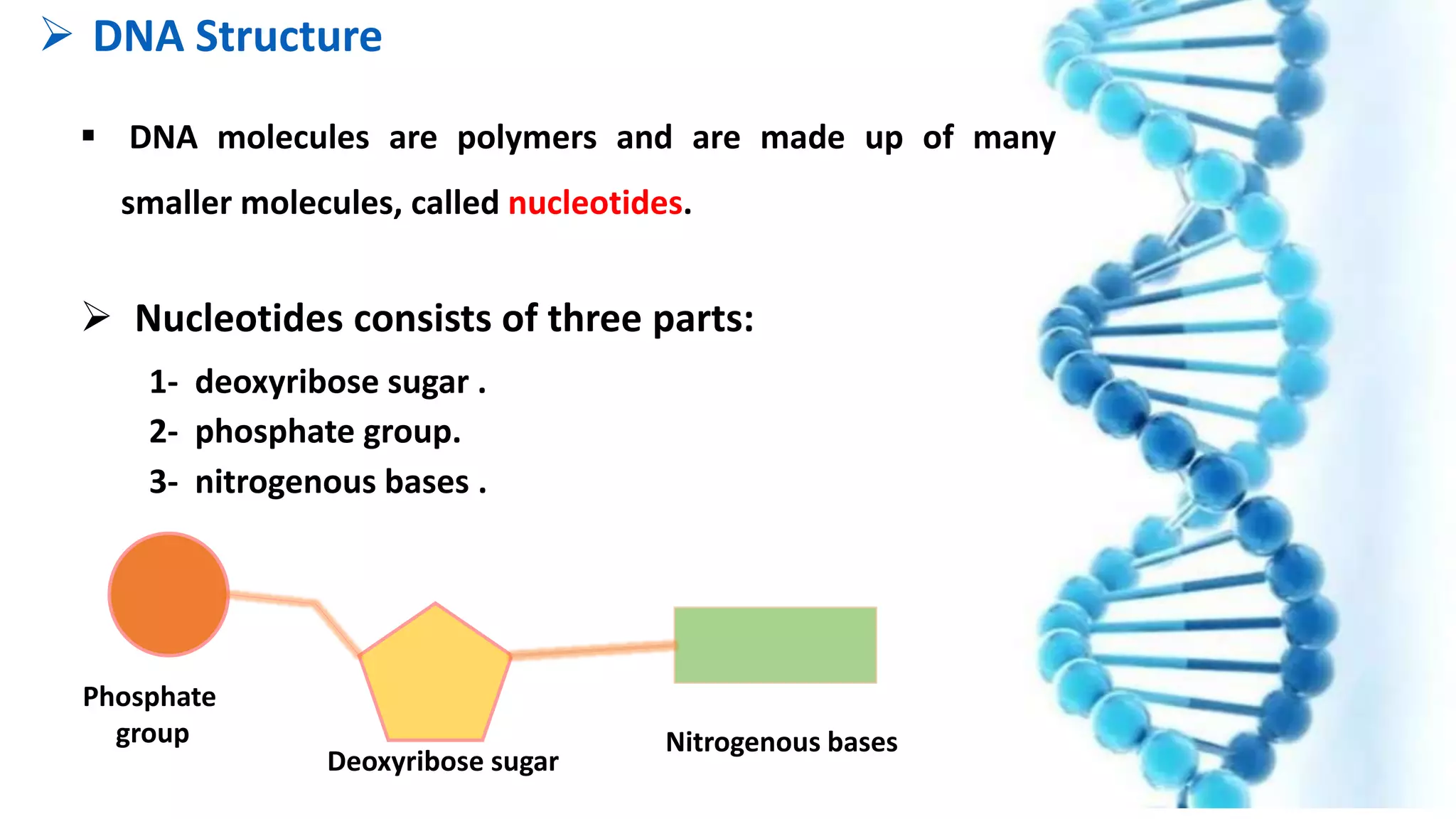 DNA replication .pptx